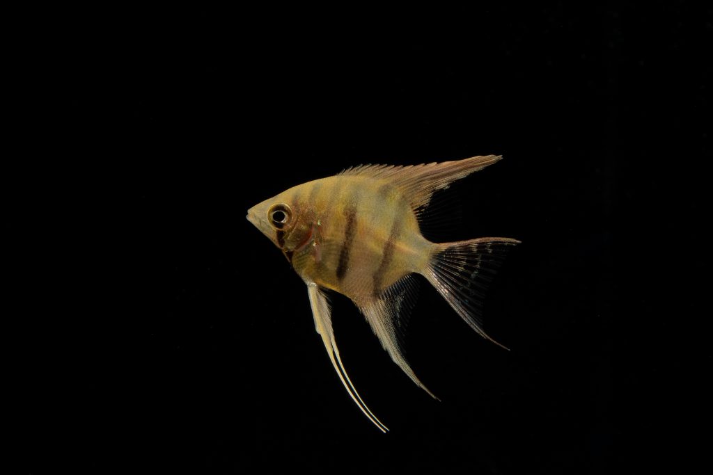 Pterophyllum leopoldi – Roman Nose Angelfish (Pataxoides leopoldi ...