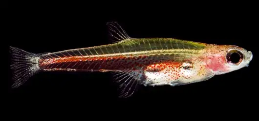 Topic: Paedocypris — Seriously Fish